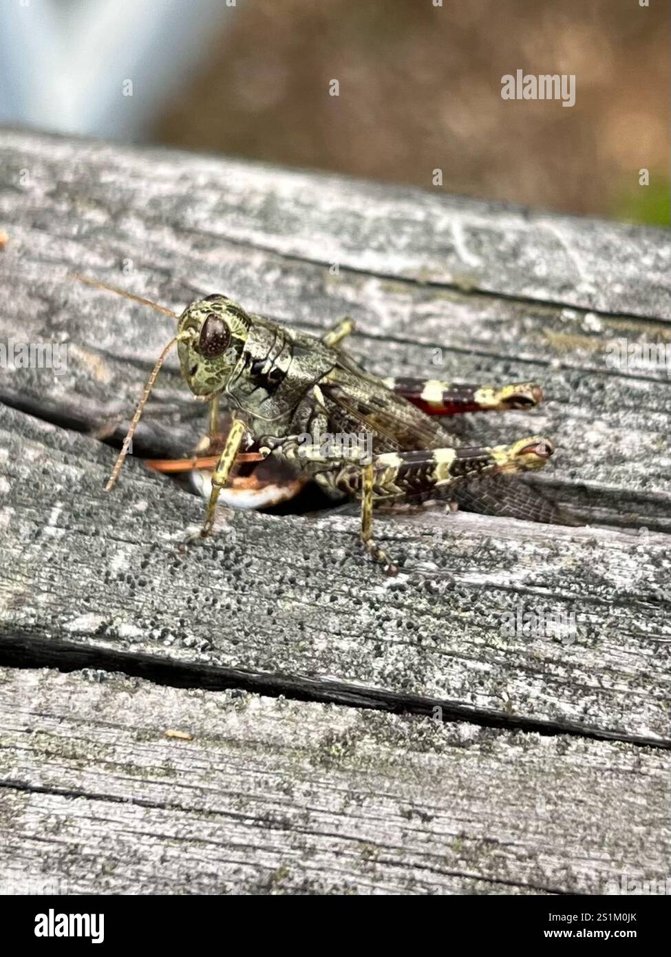 Pine tree Spur-throat Grasshopper (Melanoplus punctulatus Stock Photo ...