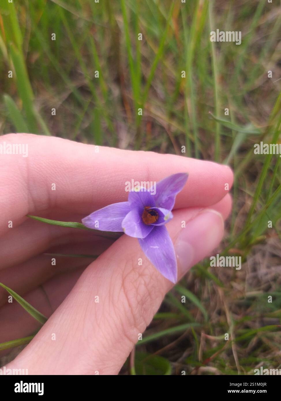 Table Froetang (Romulea tabularis Stock Photo - Alamy