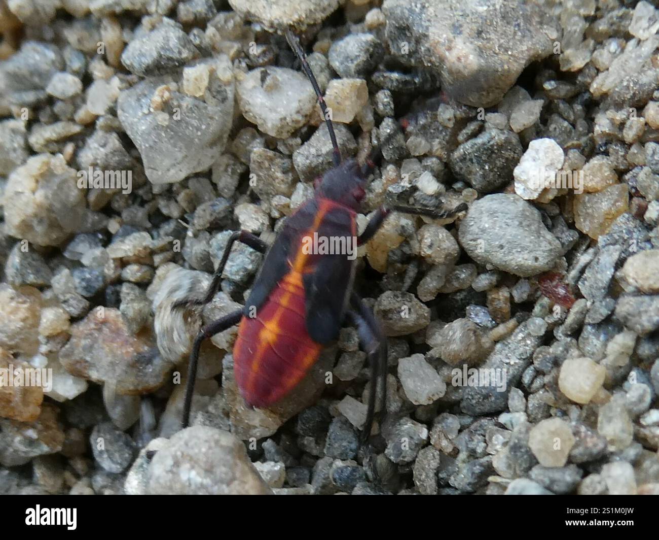 Eastern Boxelder Bug (Boisea trivittata Stock Photo - Alamy