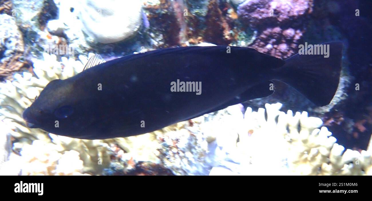 Dusky Spinefoot (Siganus luridus Stock Photo - Alamy