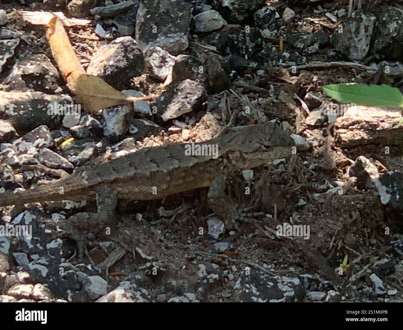 Prairie Lizard (Sceloporus consobrinus Stock Photo - Alamy