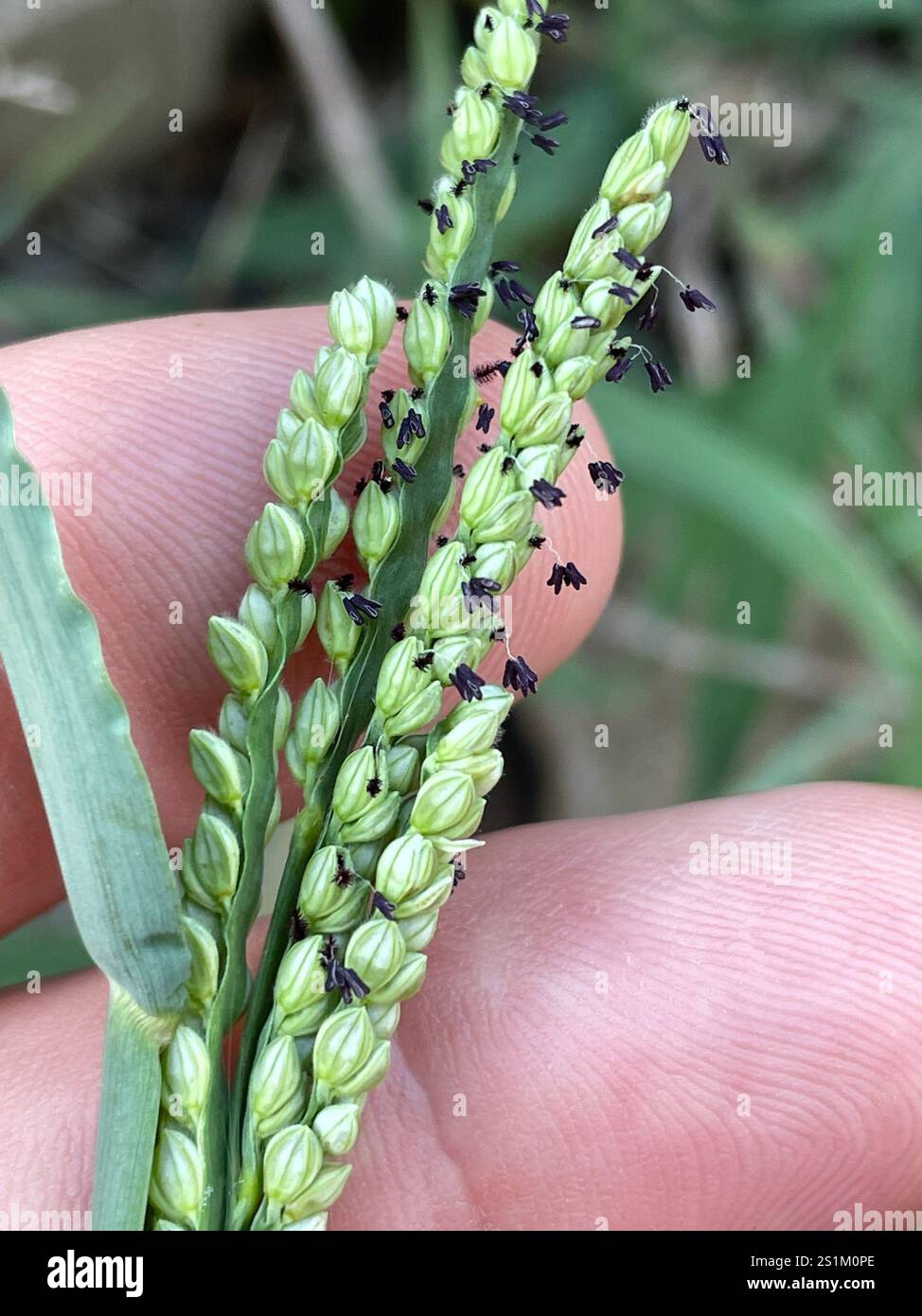 four-rowed bead grass (Paspalum pubiflorum Stock Photo - Alamy