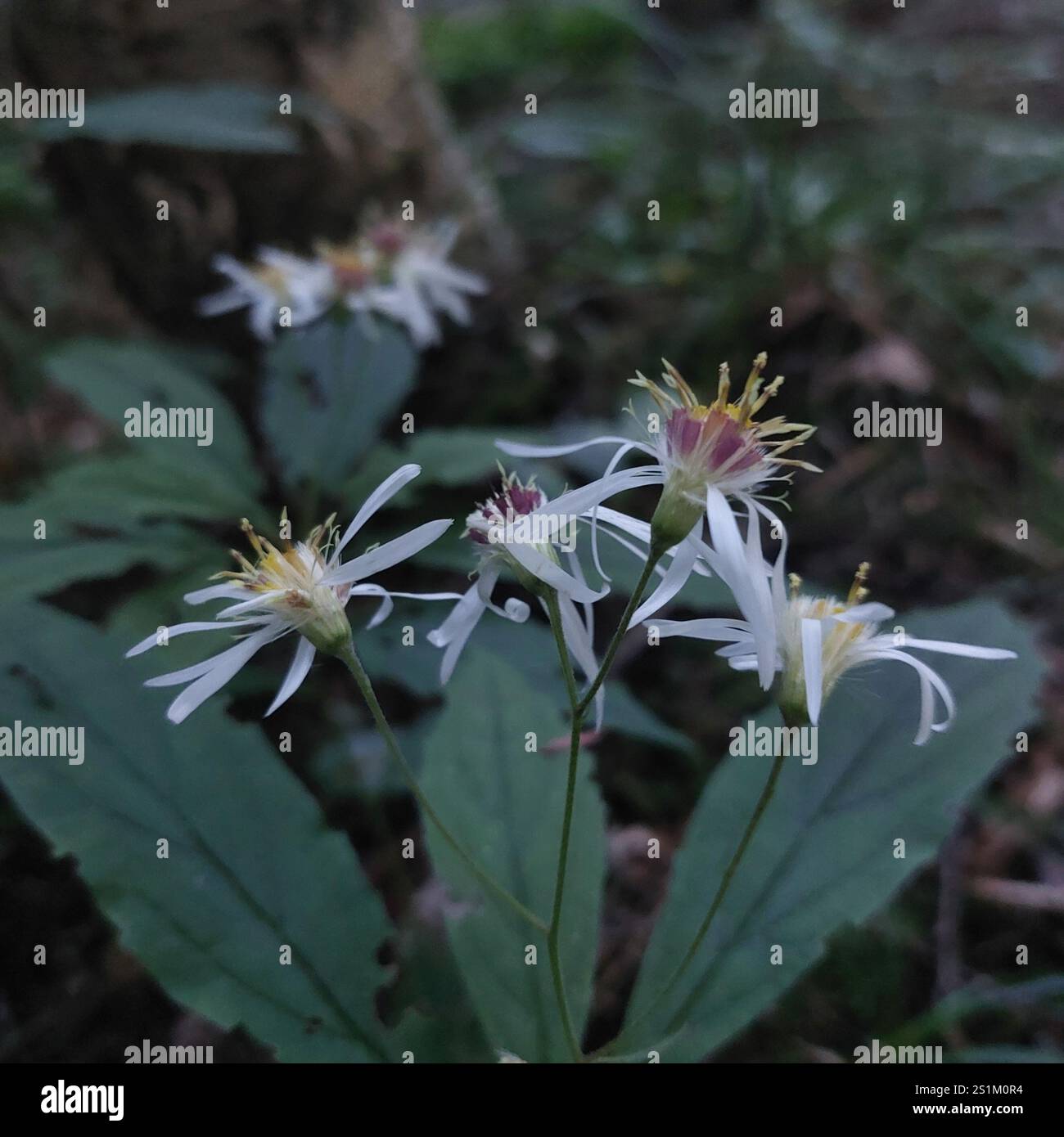 whorled wood aster (Oclemena acuminata Stock Photo - Alamy