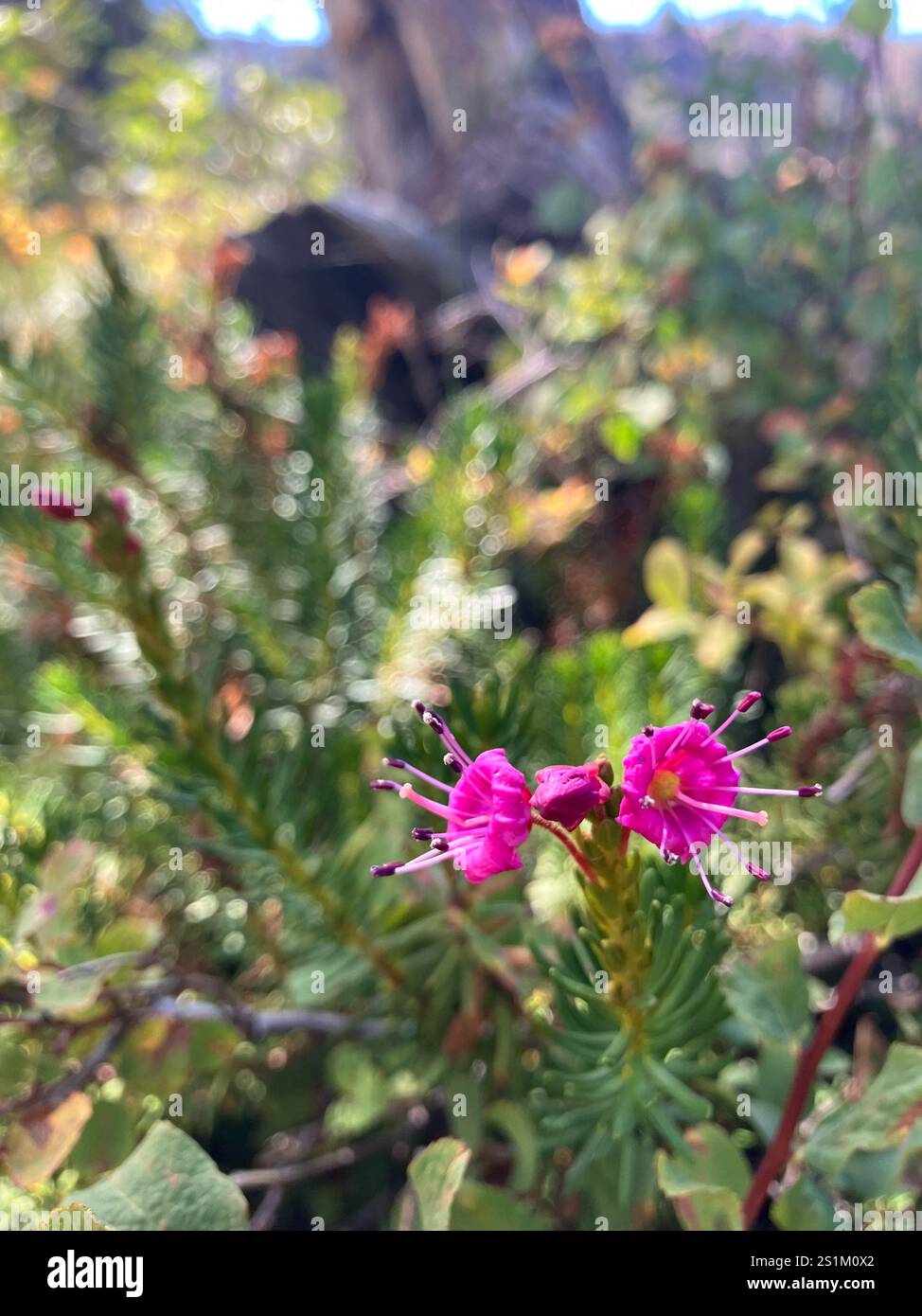 Purple Mountain-heath (Phyllodoce breweri Stock Photo - Alamy
