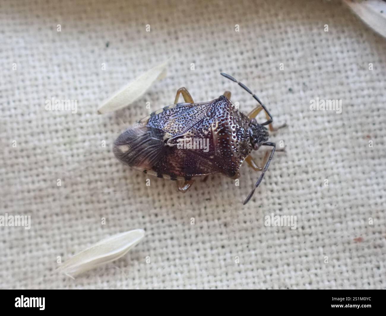 Edge-striped Shield Bug (Elasmucha lateralis Stock Photo - Alamy