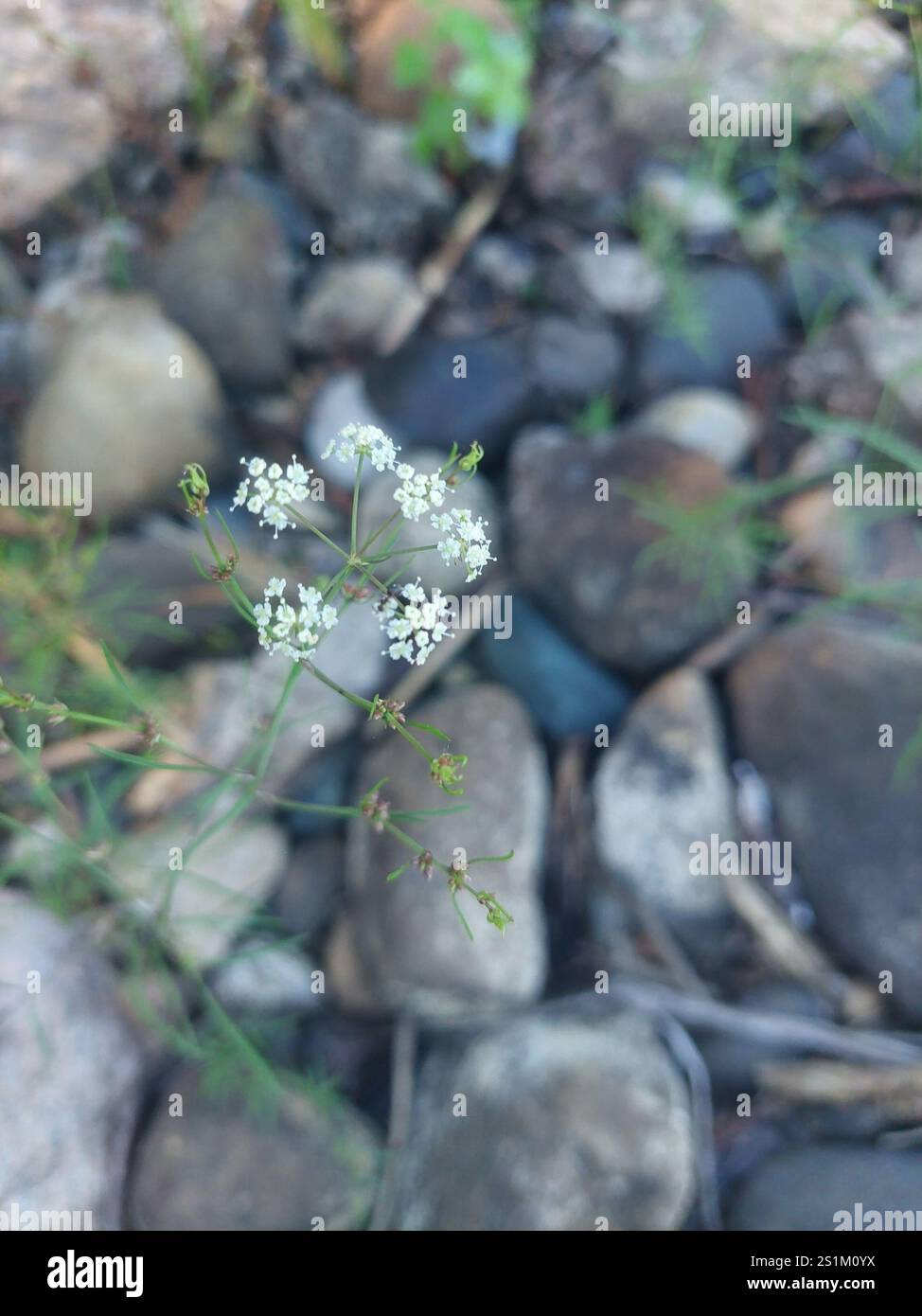 bulblet-bearing water hemlock (Cicuta bulbifera Stock Photo - Alamy