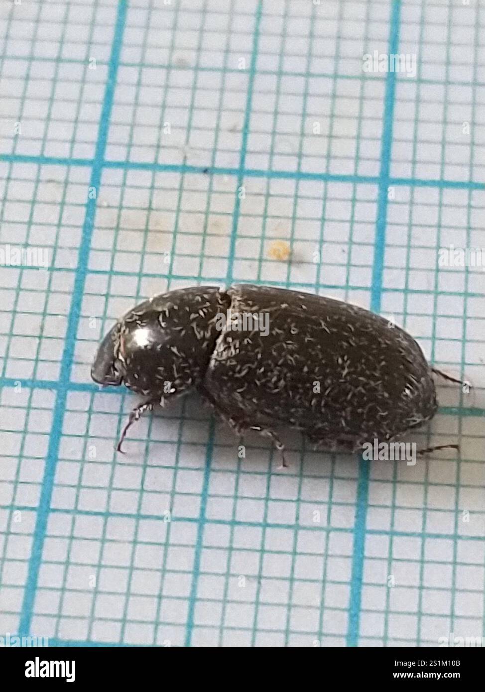 Night-flying Dung Beetle (Acrossus rufipes Stock Photo - Alamy