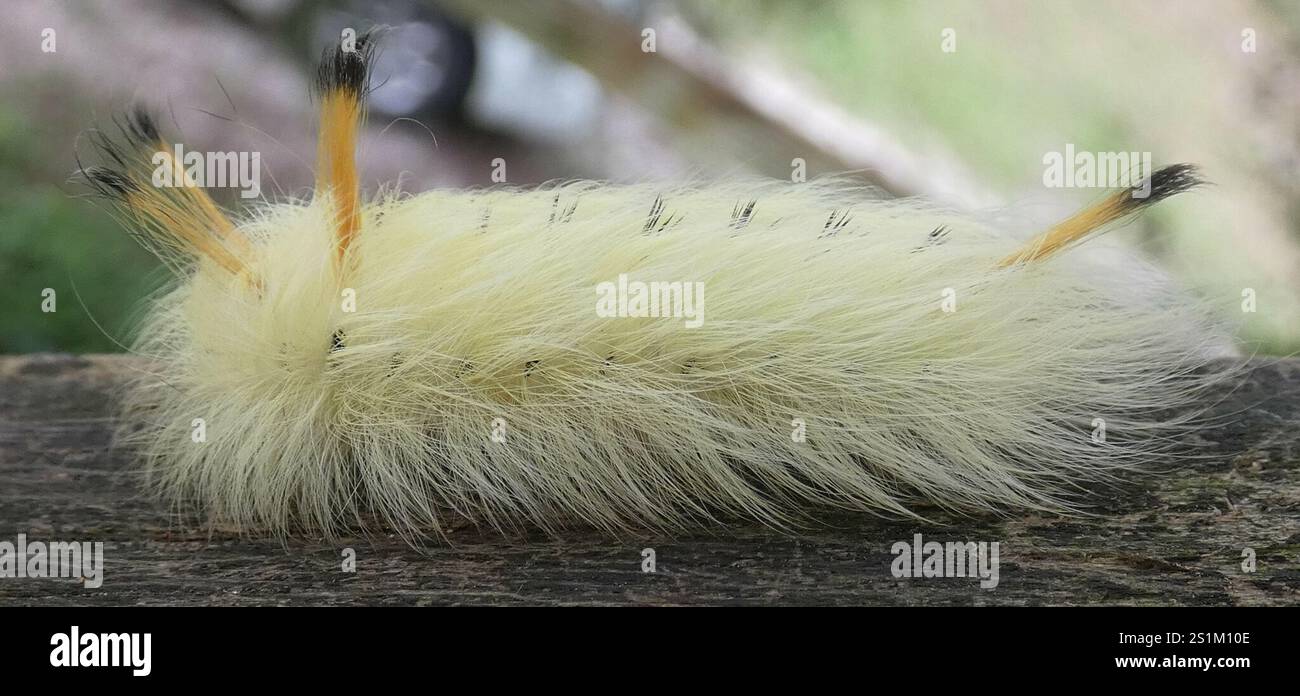 Spotted Apatelodes Moth (Apatelodes torrefacta Stock Photo - Alamy