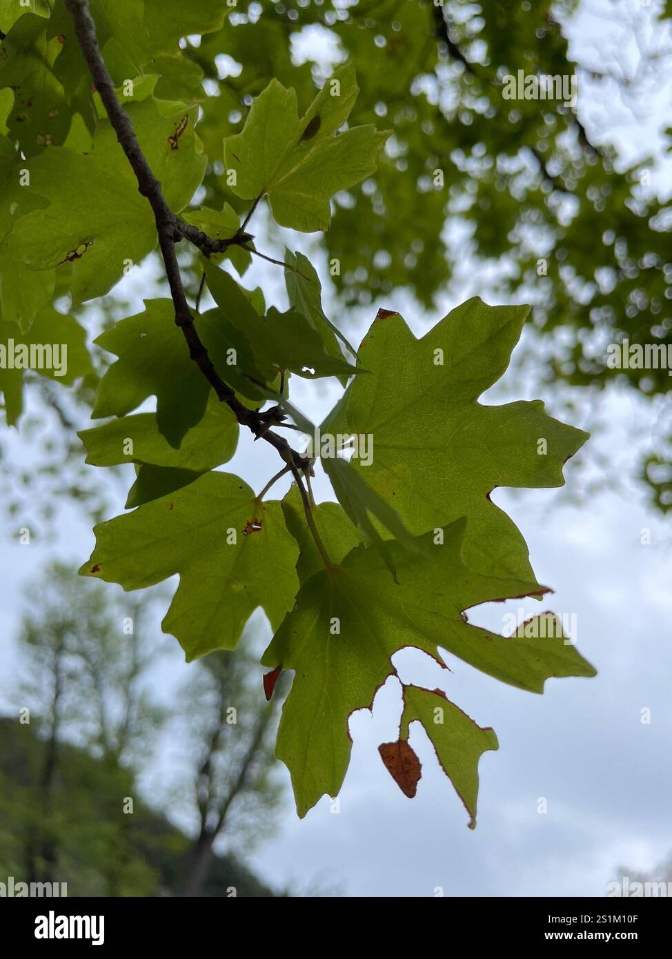 bigtooth maple (Acer grandidentatum Stock Photo - Alamy
