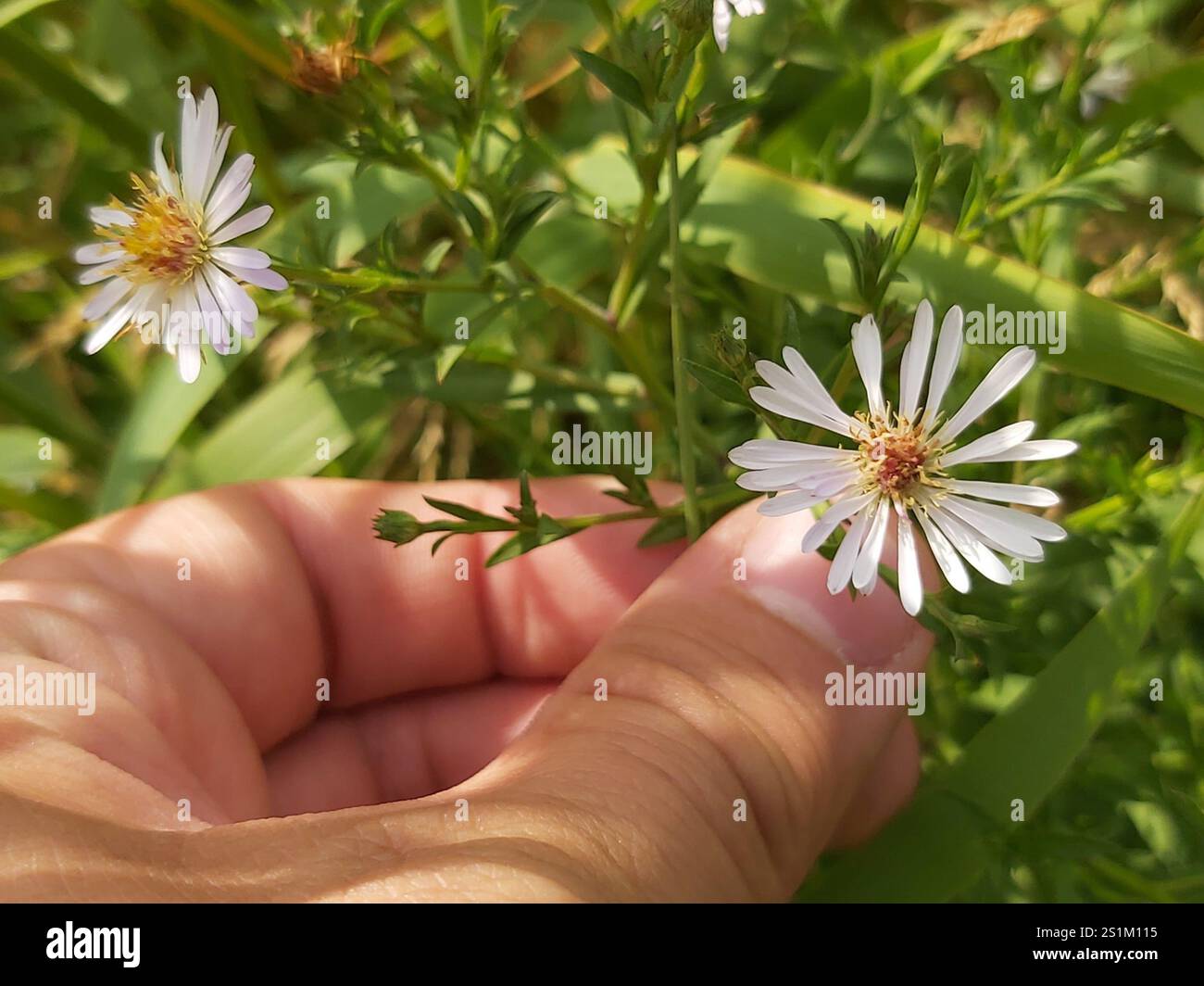 American asters (Symphyotrichum Stock Photo - Alamy