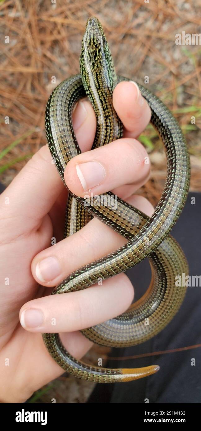 Eastern Glass Lizard (Ophisaurus ventralis Stock Photo - Alamy