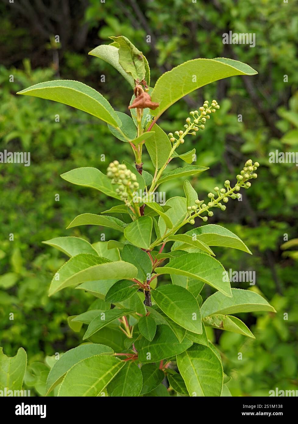 chokecherry (Prunus virginiana Stock Photo - Alamy