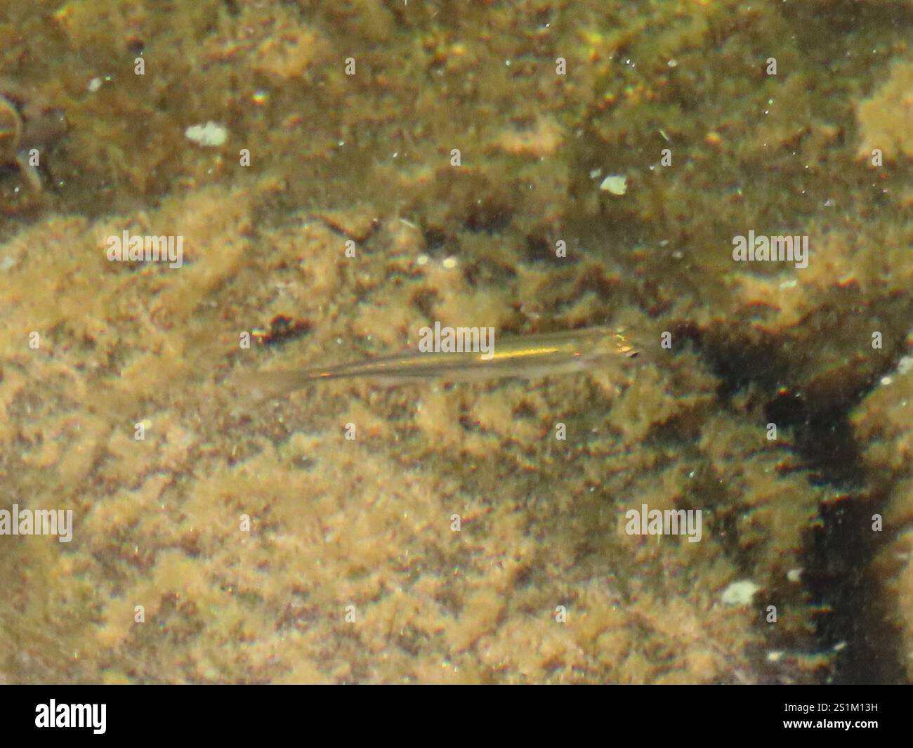 Ray-finned Fishes (Actinopterygii Stock Photo - Alamy