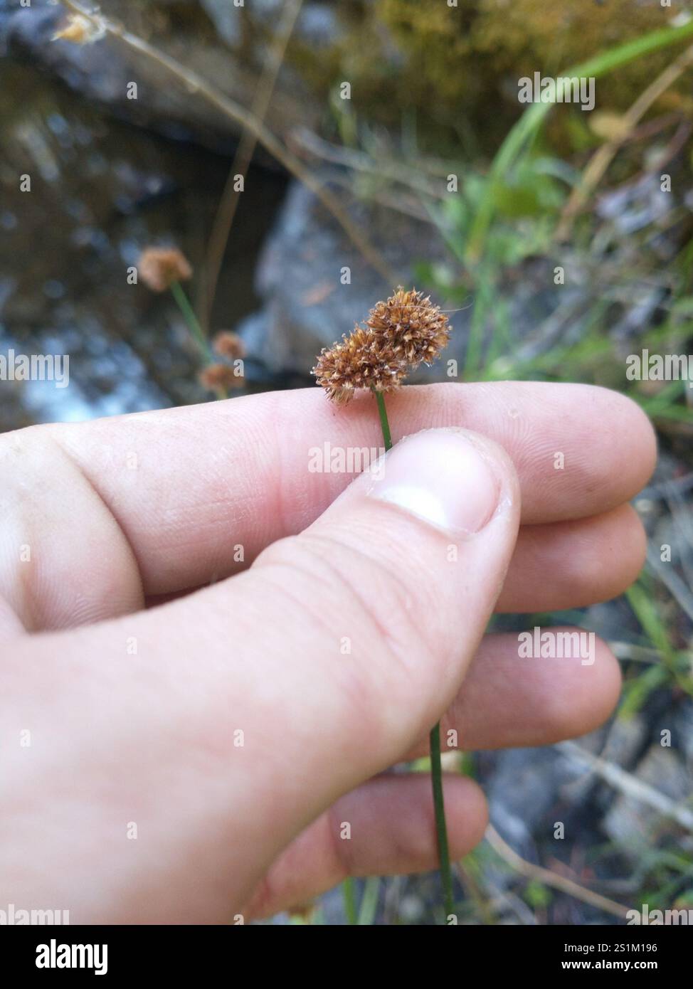 dagger rush (Juncus ensifolius Stock Photo - Alamy