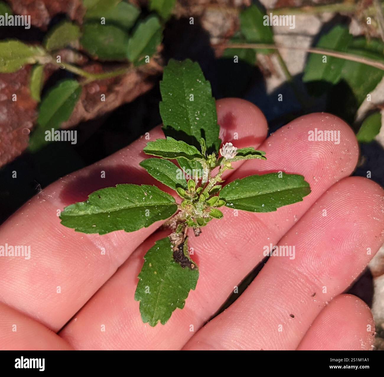 sand croton (Croton glandulosus septentrionalis Stock Photo - Alamy