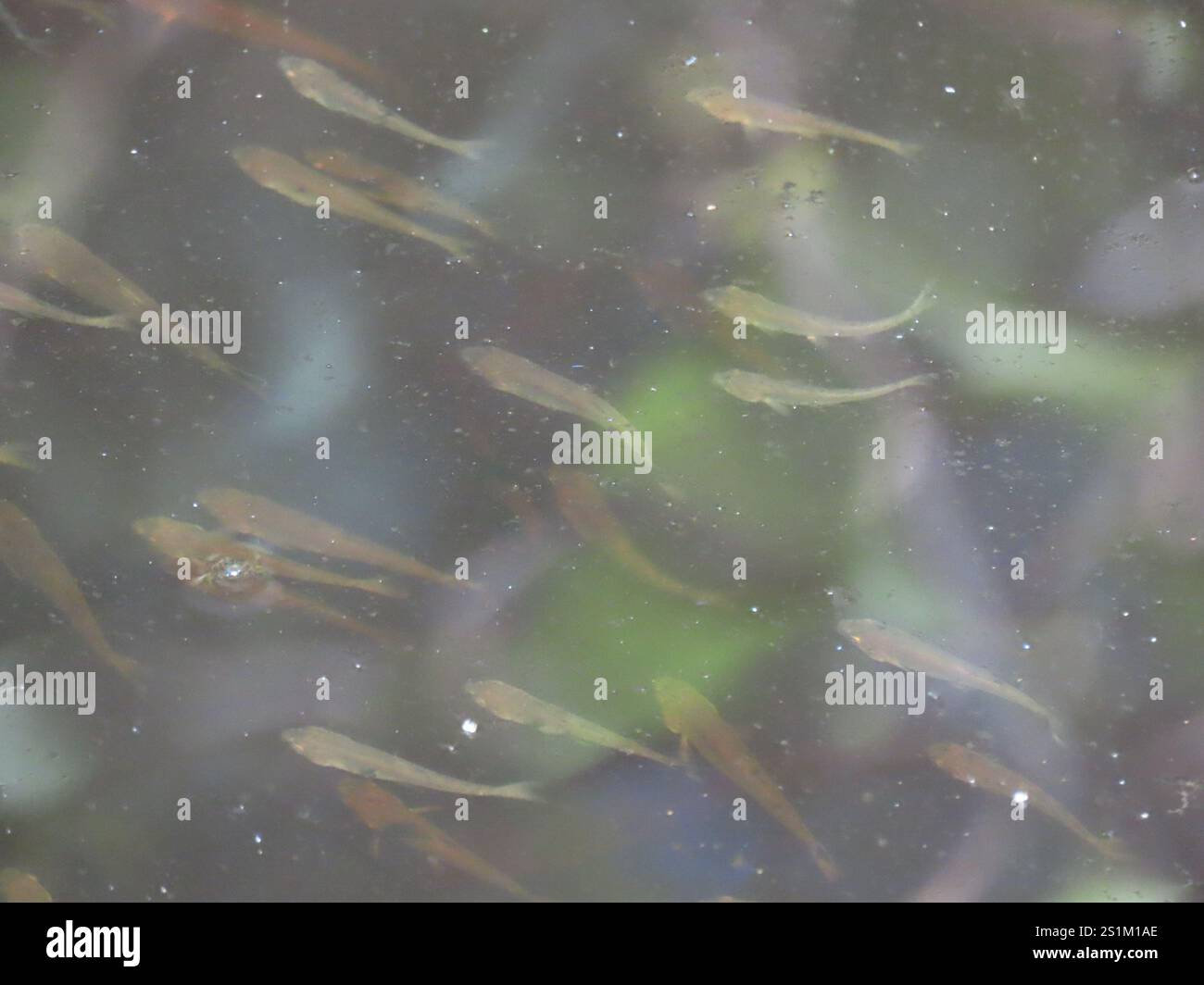 Ray-finned Fishes (Actinopterygii Stock Photo - Alamy