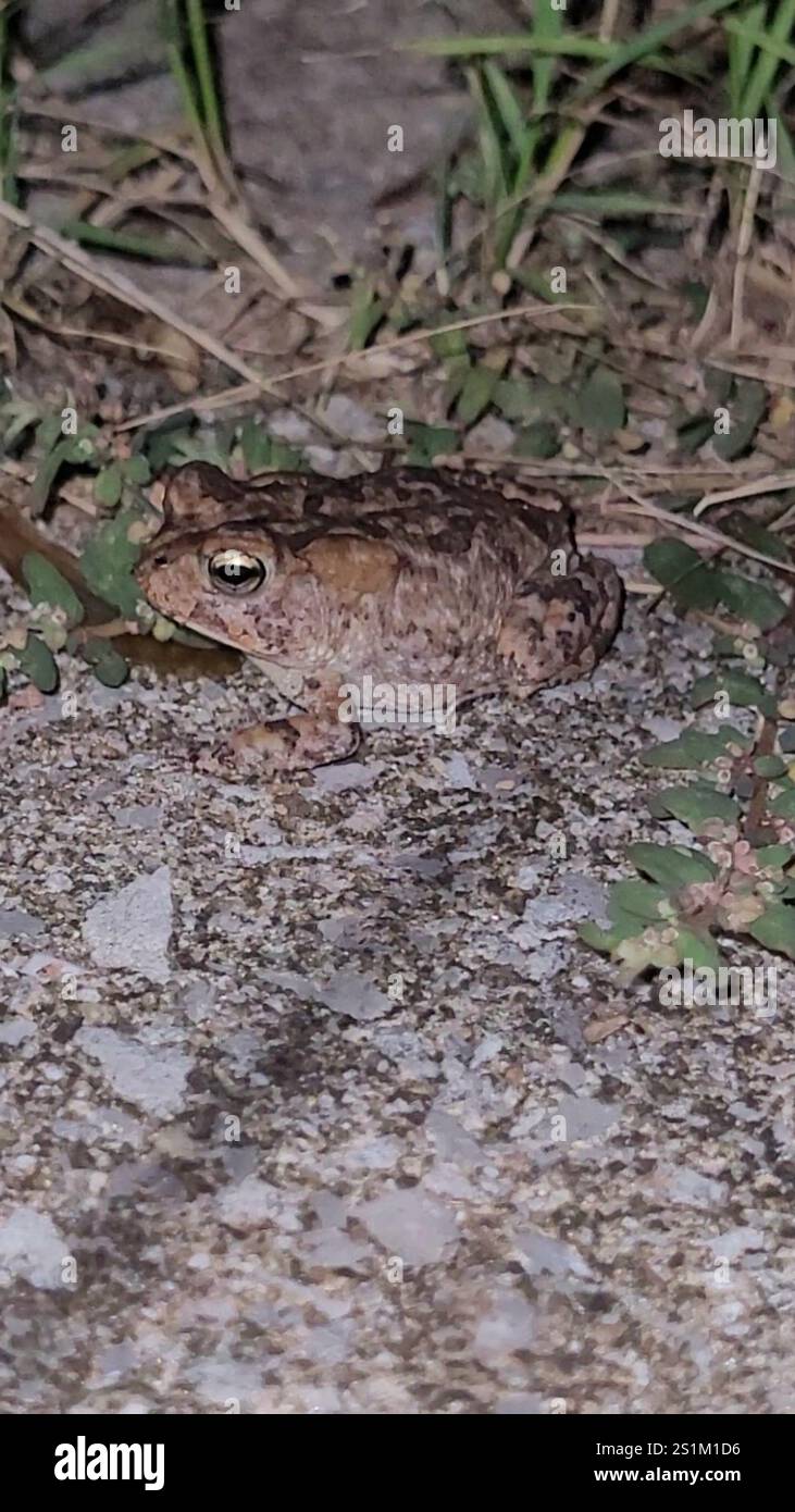 Southern Toad (Anaxyrus terrestris Stock Photo - Alamy