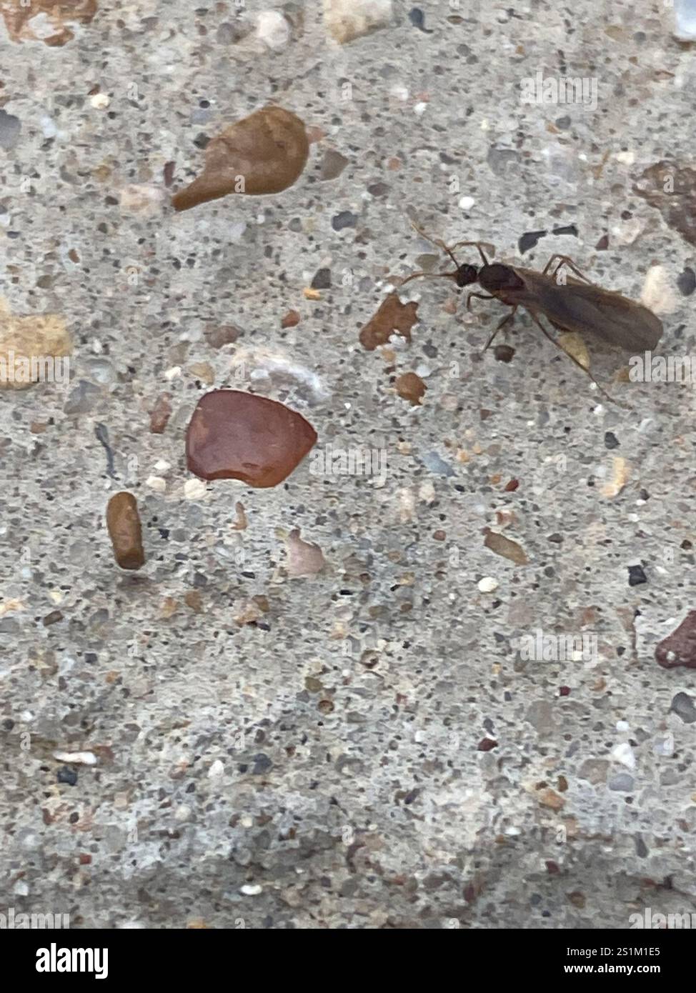 Northern Fungus-farming Ant (Trachymyrmex septentrionalis Stock Photo ...