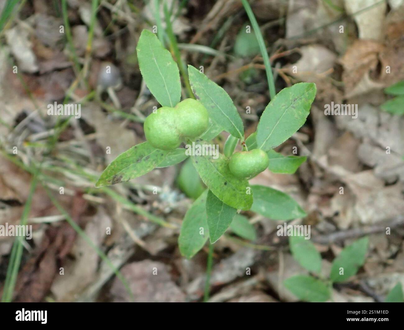 Blueberry Stem Gall Wasp (Hemadas nubilipennis Stock Photo - Alamy