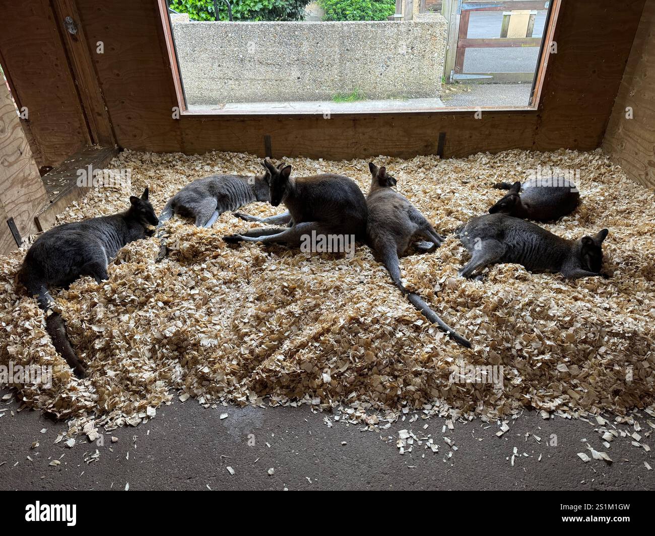 Six Red-necked wallabies relaxing in their interior enclosure Stock ...