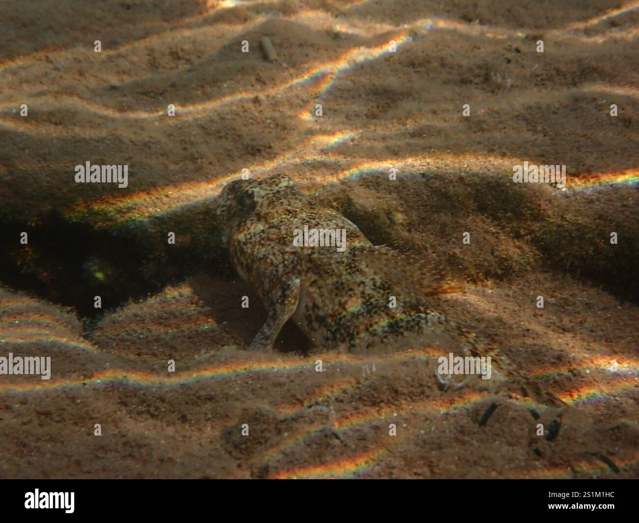 Giant Goby (Gobius cobitis Stock Photo - Alamy