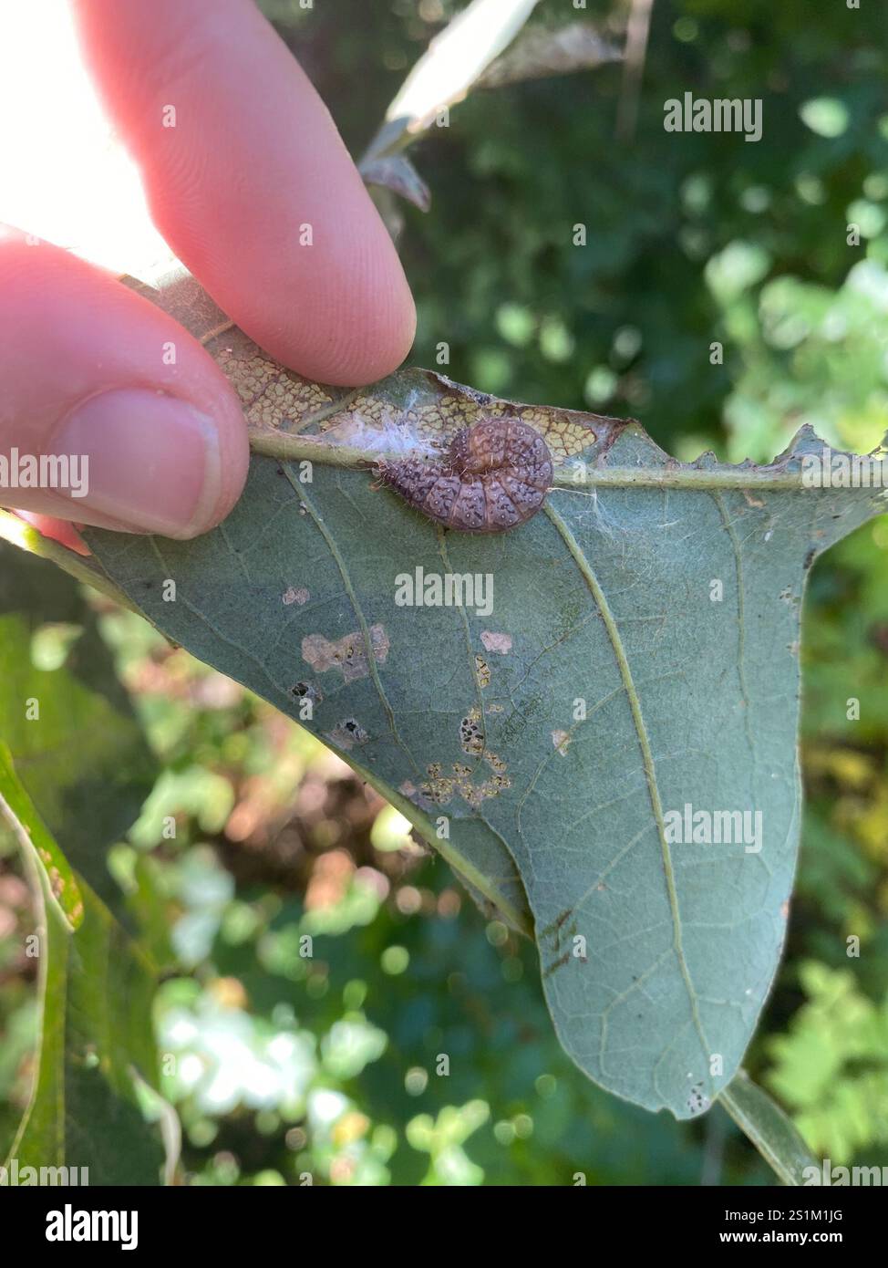 Eclipsed and Cryptic Oak Daggers (Acronicta increta Stock Photo - Alamy