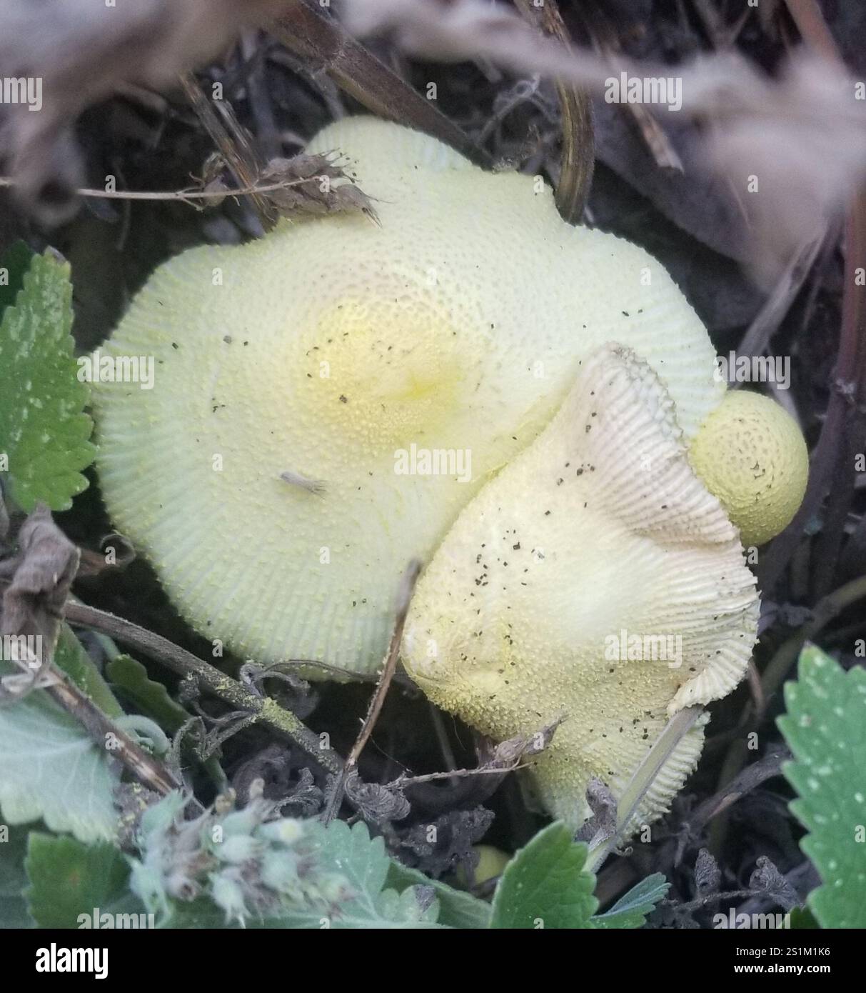 flowerpot parasol (Leucocoprinus birnbaumii Stock Photo - Alamy