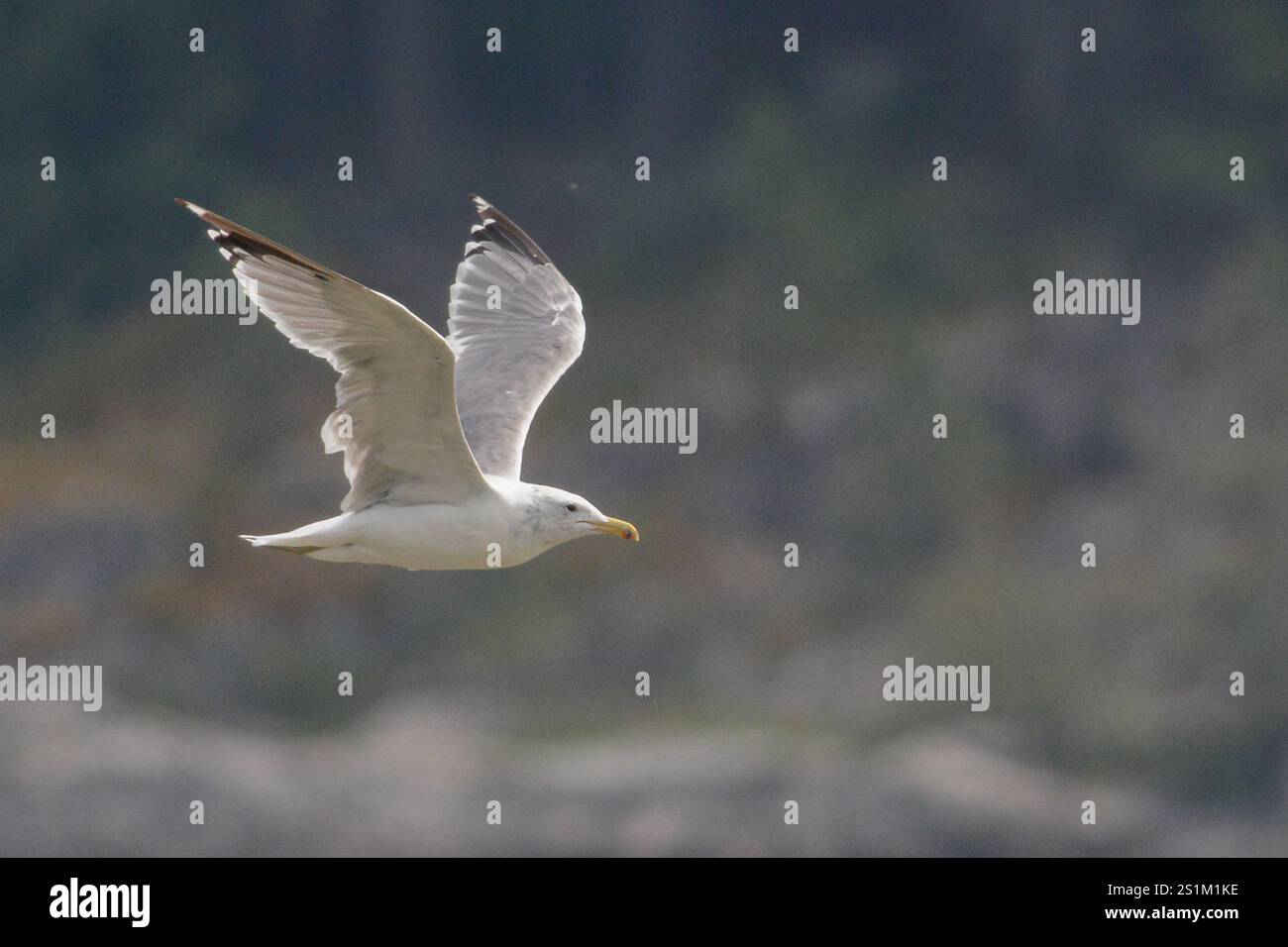 California Gull (Larus californicus Stock Photo - Alamy