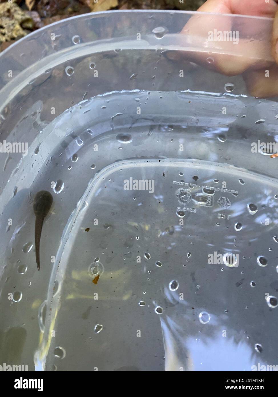 Coastal Tailed Frog (Ascaphus truei Stock Photo - Alamy