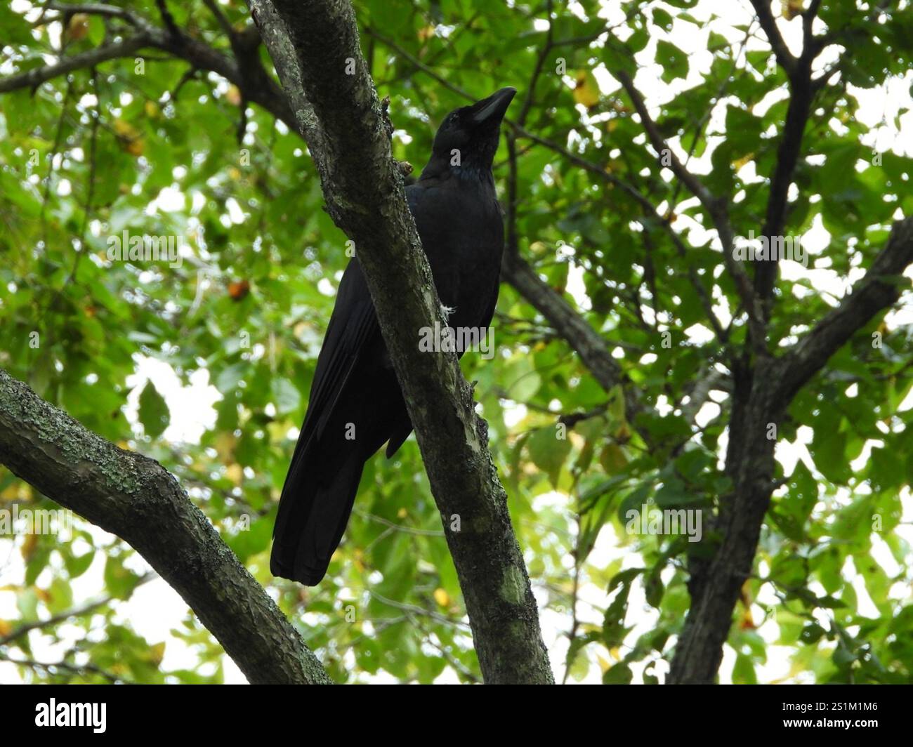 Large-billed Crow (Corvus macrorhynchos Stock Photo - Alamy