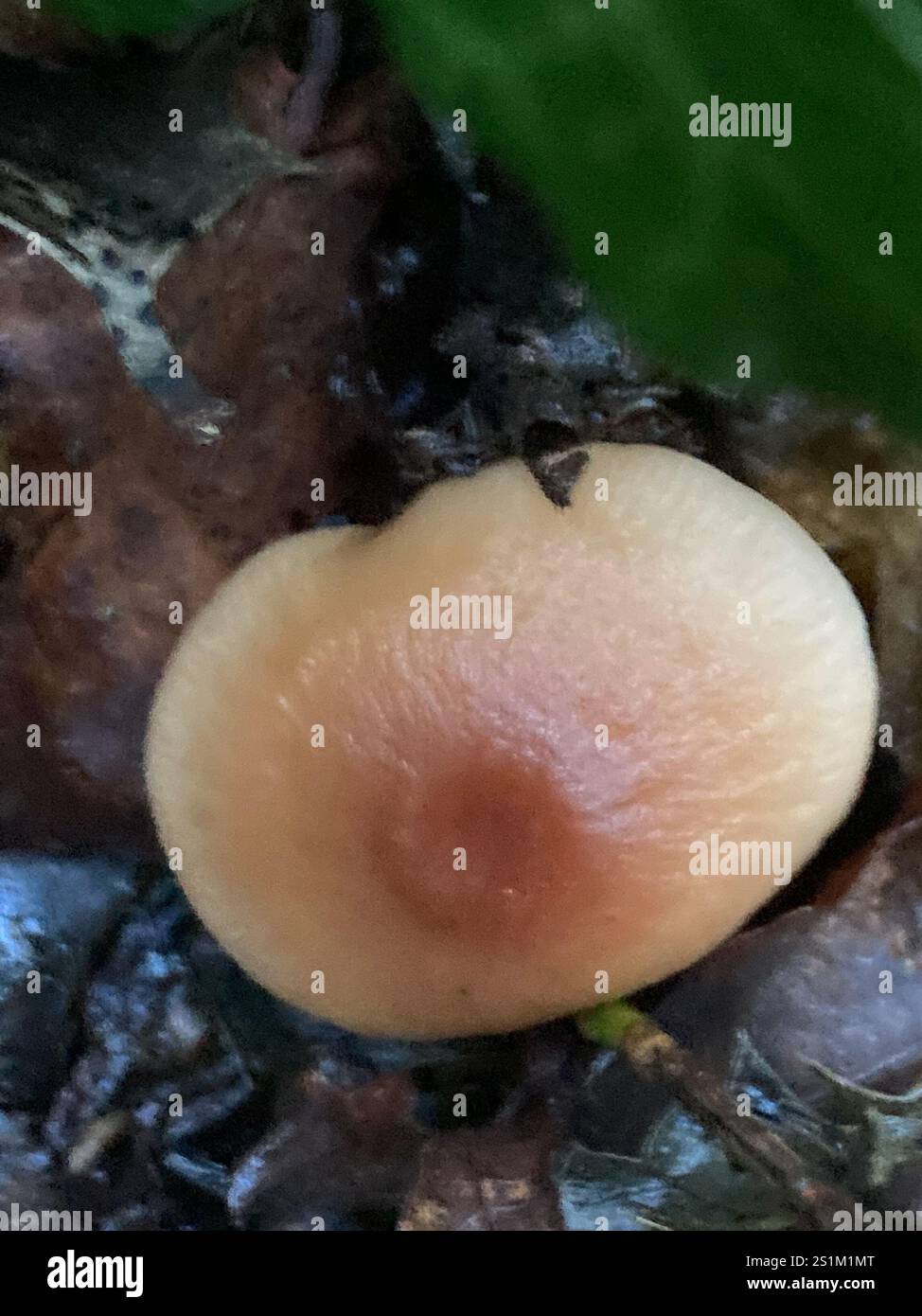 Oak-loving Gymnopus (Gymnopus dryophilus Stock Photo - Alamy