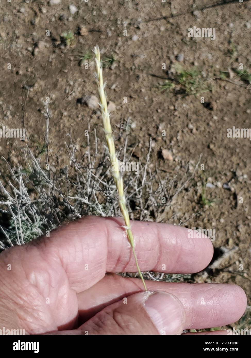 Big Galleta (Hilaria rigida Stock Photo - Alamy