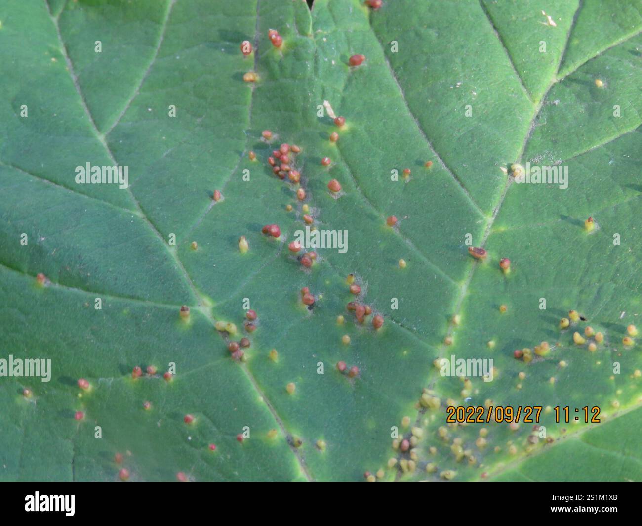 Maple gall mite (Aceria macrorhyncha Stock Photo - Alamy