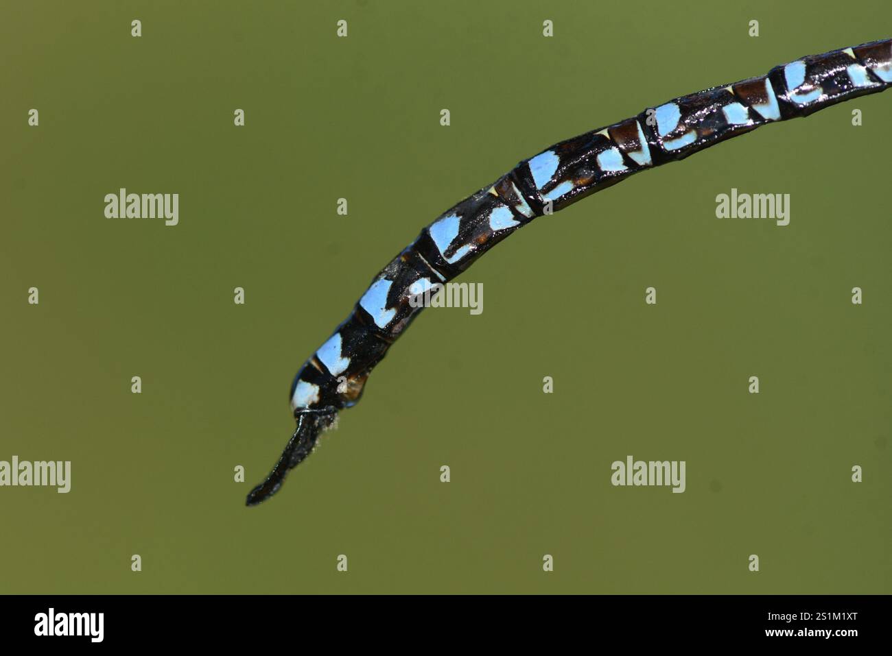 Lake Darner (Aeshna eremita Stock Photo - Alamy