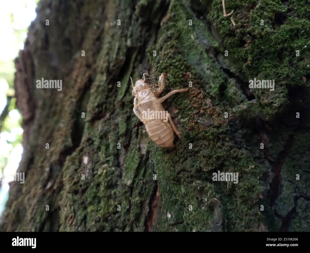 Ash Cicada (Cicada orni Stock Photo - Alamy