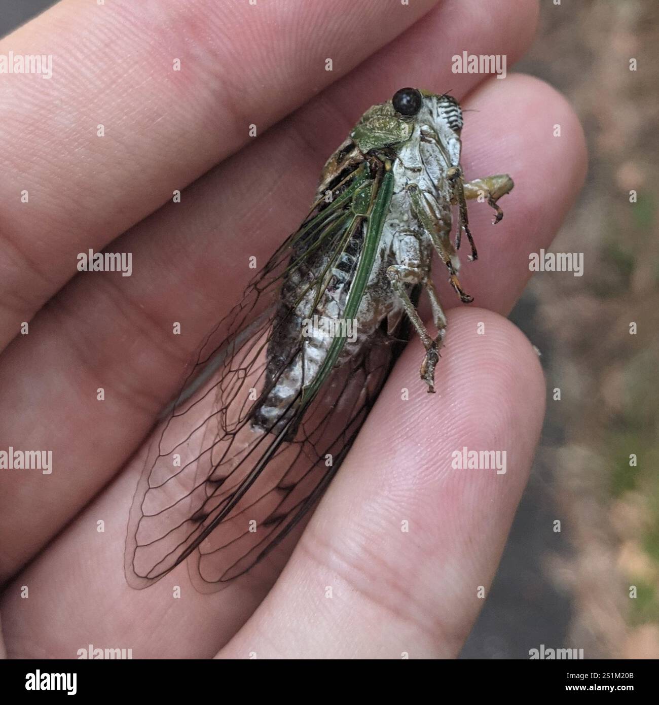 Eastern Scissors Grinder Cicada (Neotibicen winnemanna Stock Photo - Alamy
