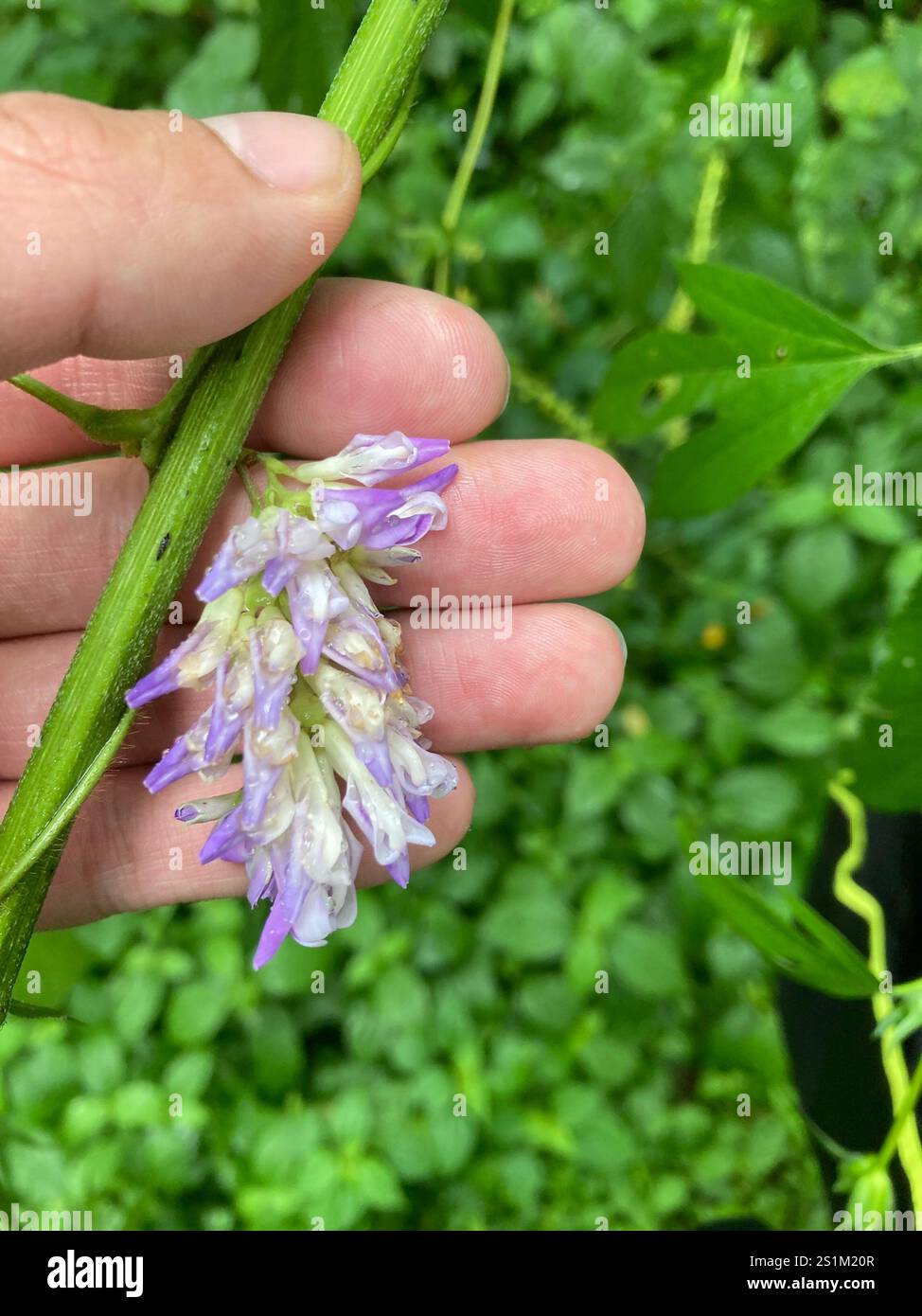 American hog-peanut (Amphicarpaea bracteata Stock Photo - Alamy