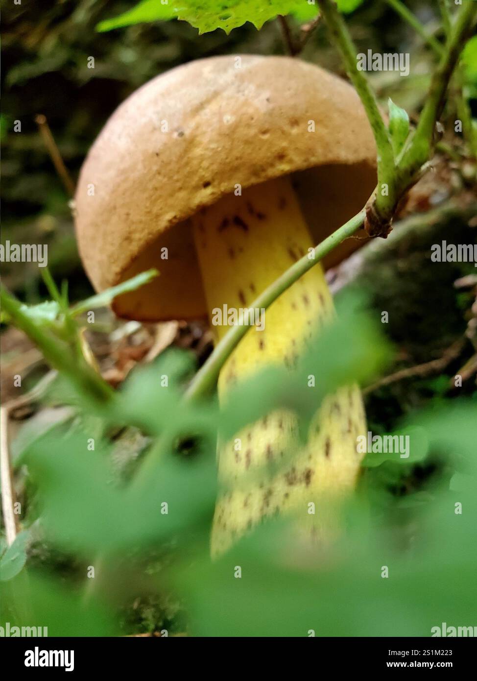 Butter Boletes (Butyriboletus Stock Photo - Alamy