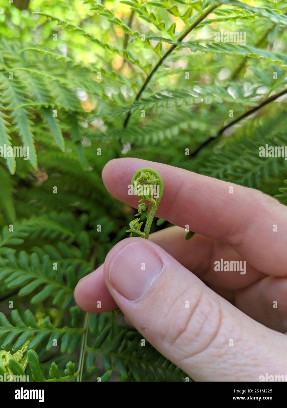 gold fern (Pityrogramma austroamericana Stock Photo - Alamy