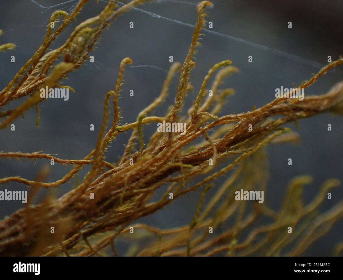 Bent Scissor-leaved Liverwort (Herbertus aduncus Stock Photo - Alamy