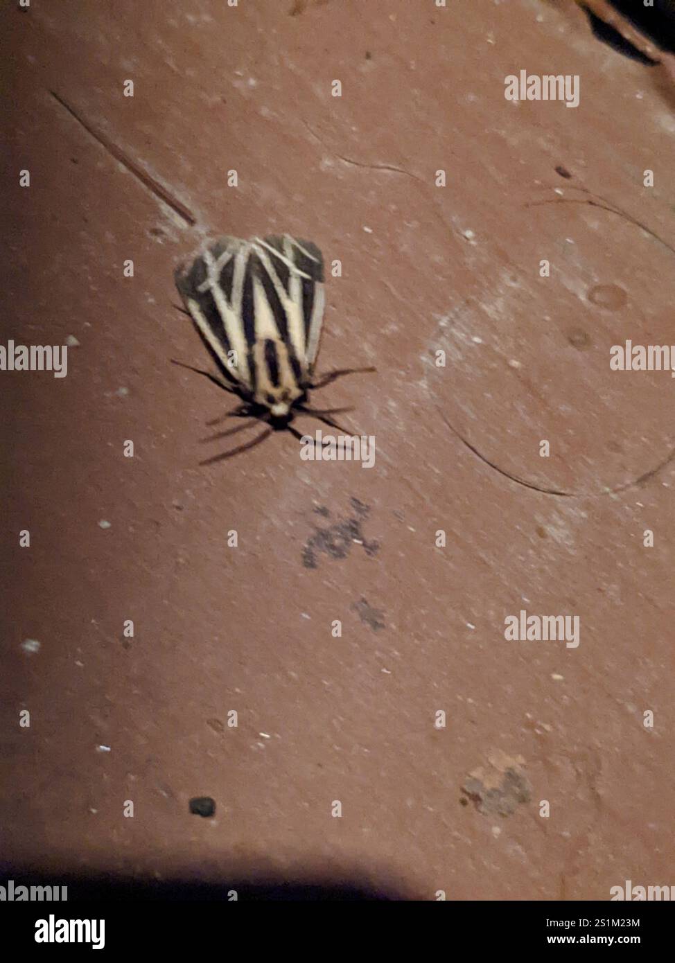 Harnessed Tiger Moth (Apantesis phalerata Stock Photo - Alamy