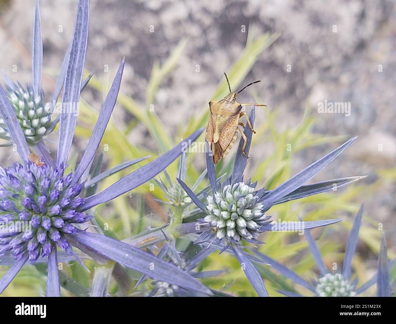 northern fruit bug (Carpocoris fuscispinus Stock Photo - Alamy
