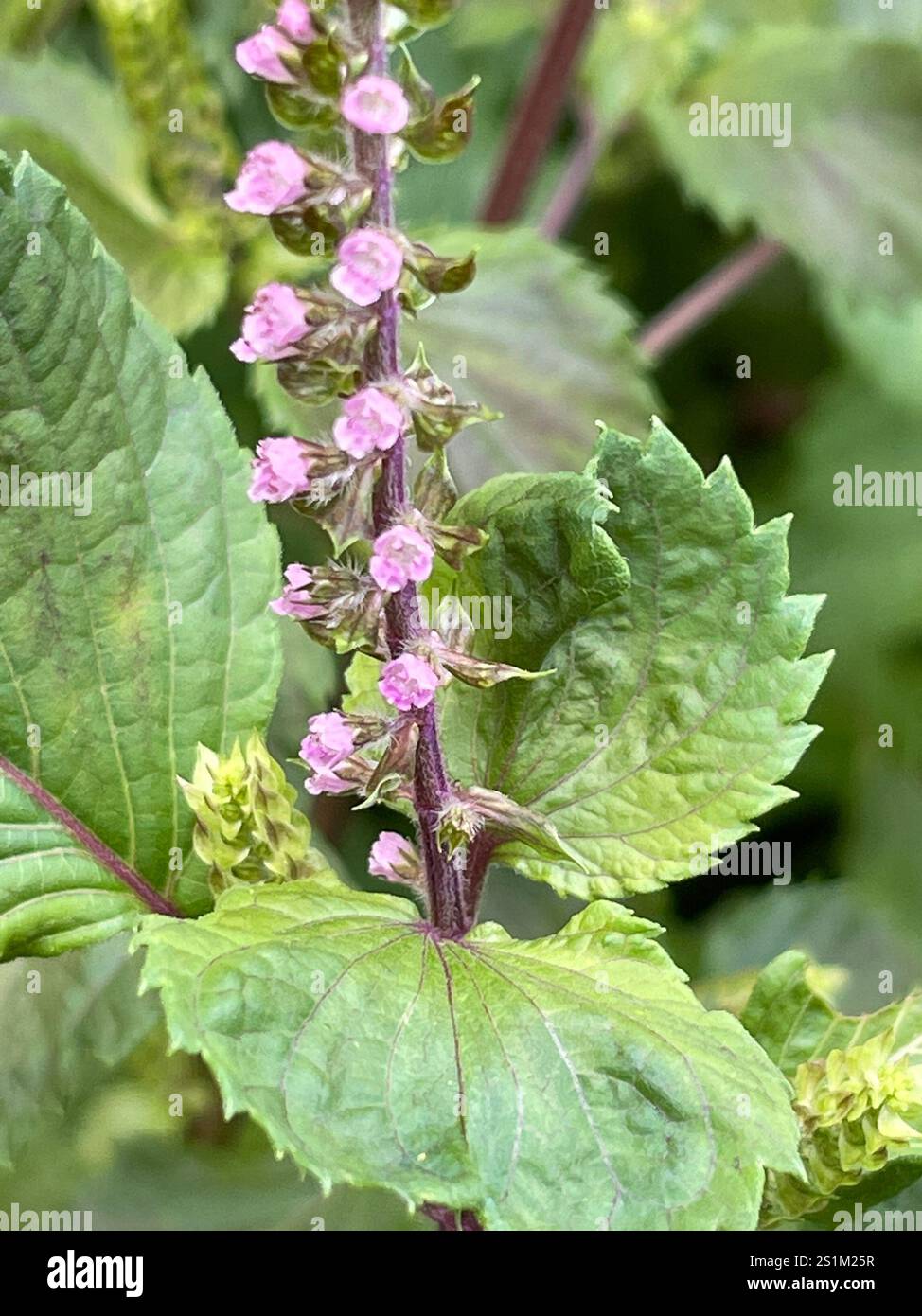 beefsteak plant (Perilla frutescens Stock Photo - Alamy