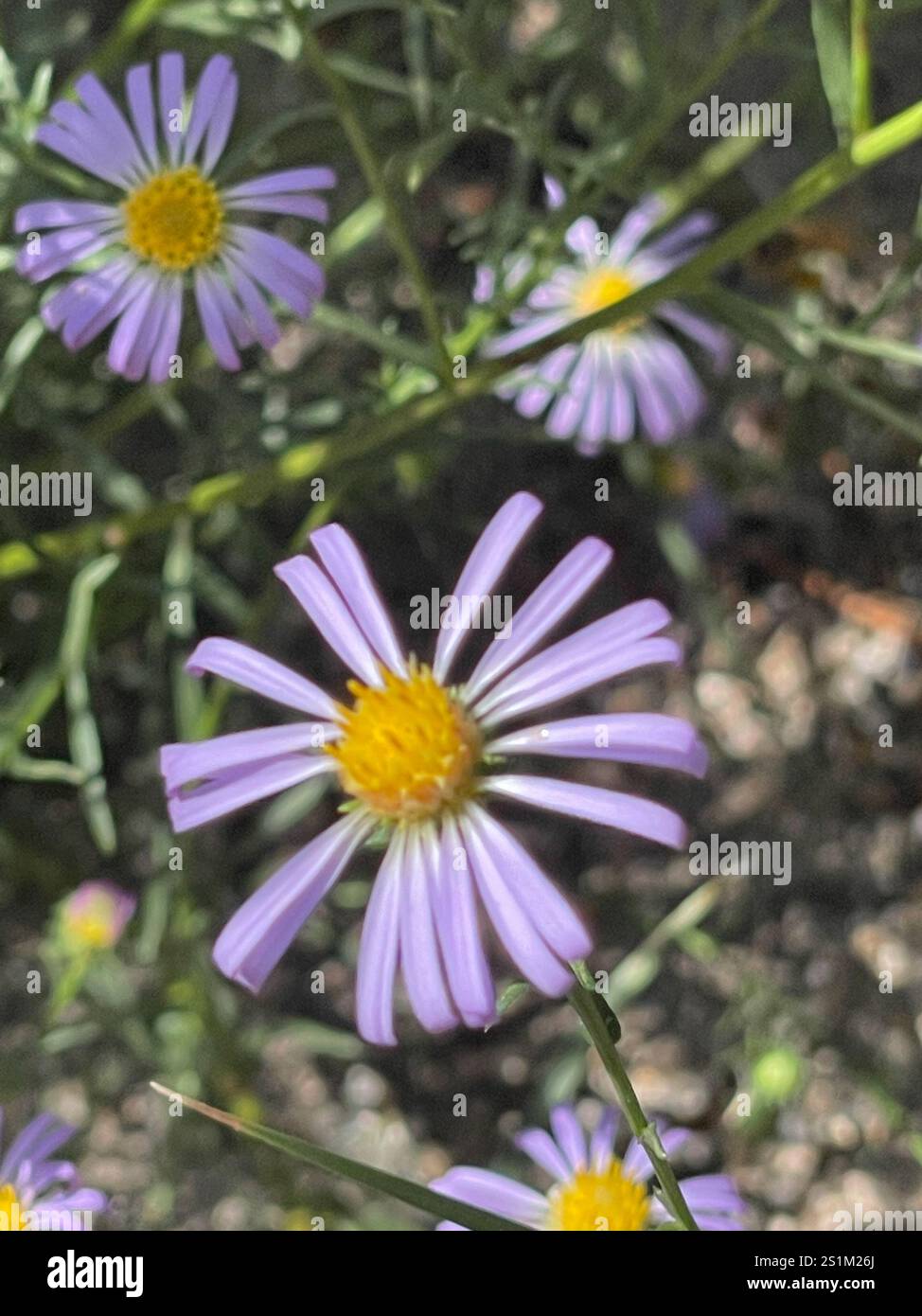 Pacific Aster (Symphyotrichum chilense Stock Photo - Alamy