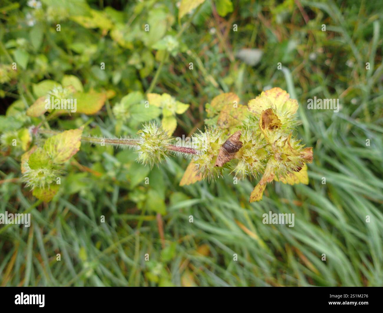 Common hemp-nettle (Galeopsis tetrahit Stock Photo - Alamy