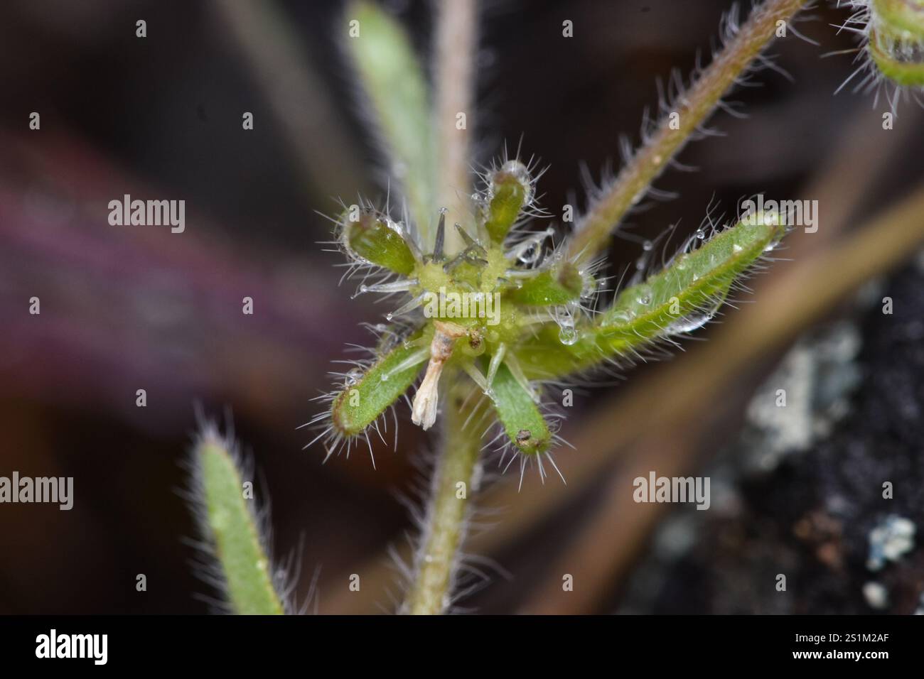 Flatspine Stickseed (Lappula occidentalis Stock Photo - Alamy