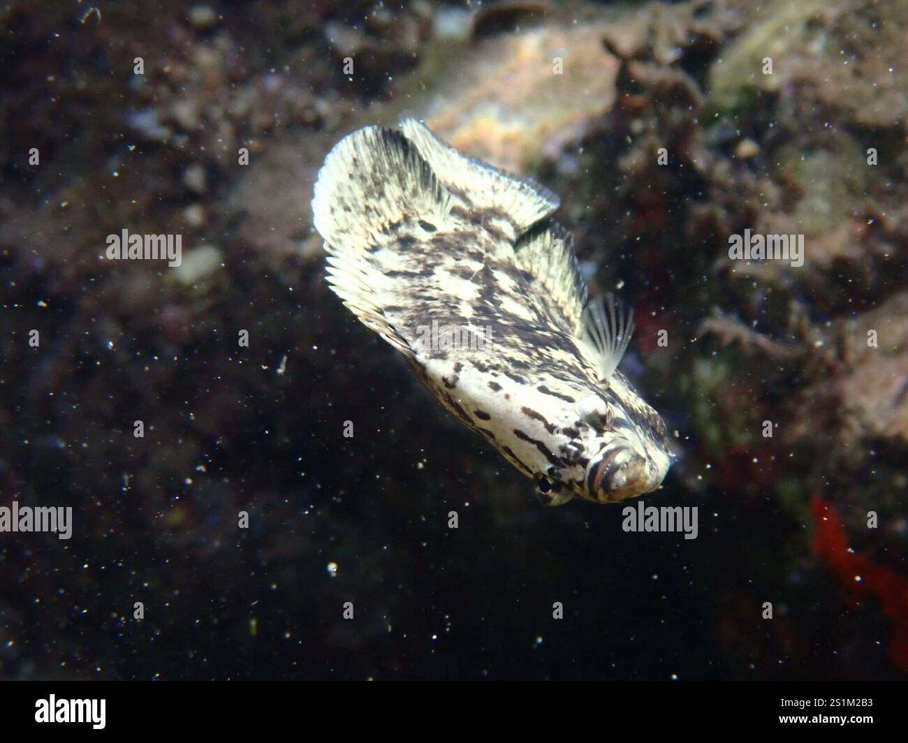 Atlantic Tripletail (Lobotes surinamensis Stock Photo - Alamy