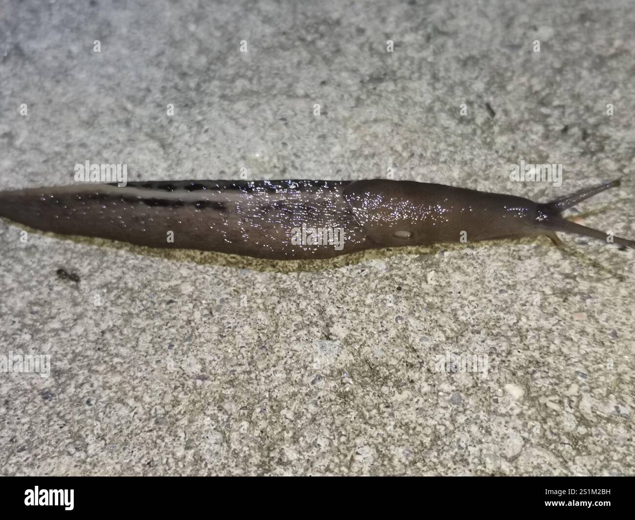 Ash-black Slug (Limax cinereoniger Stock Photo - Alamy