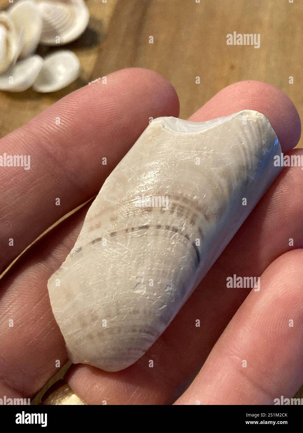 Sunray Venus Clam (Macrocallista nimbosa Stock Photo - Alamy