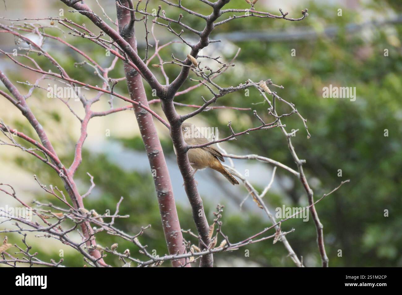 Southern House Wren (Troglodytes musculus Stock Photo - Alamy